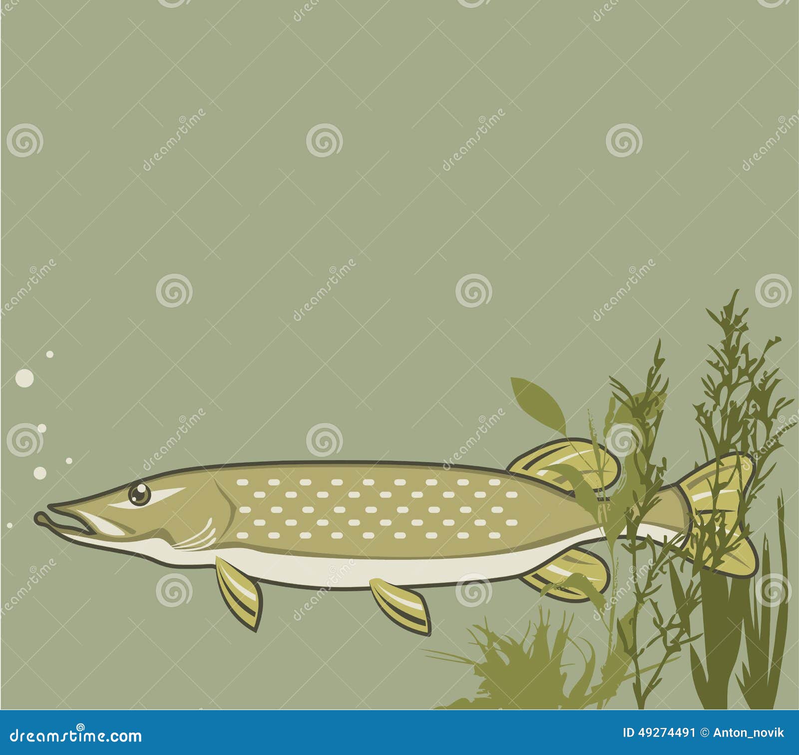 Northern Pike Vector stock vector. Illustration of nature - 49274491