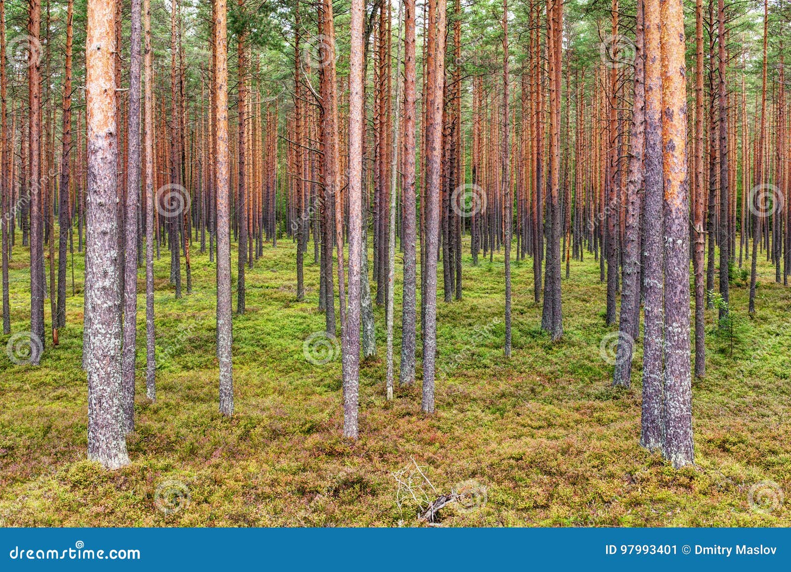 Northern pine forest stock image. Image of evergreen - 97993401