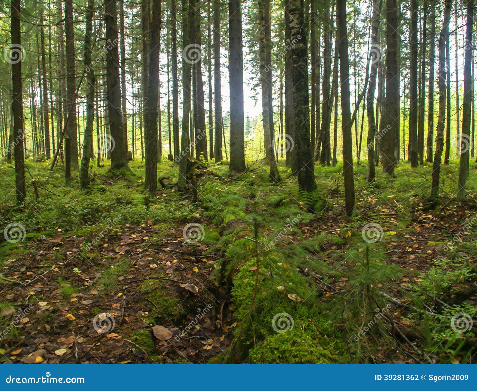 Russian Pinewood Green Deep Forest Stock Image | CartoonDealer.com ...