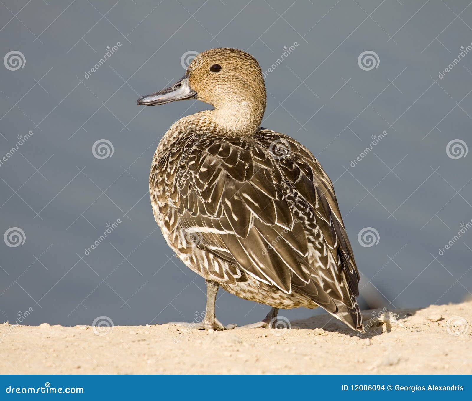 Northern Pintail stock photo. Image of fauna, bird, ducks - 12006094