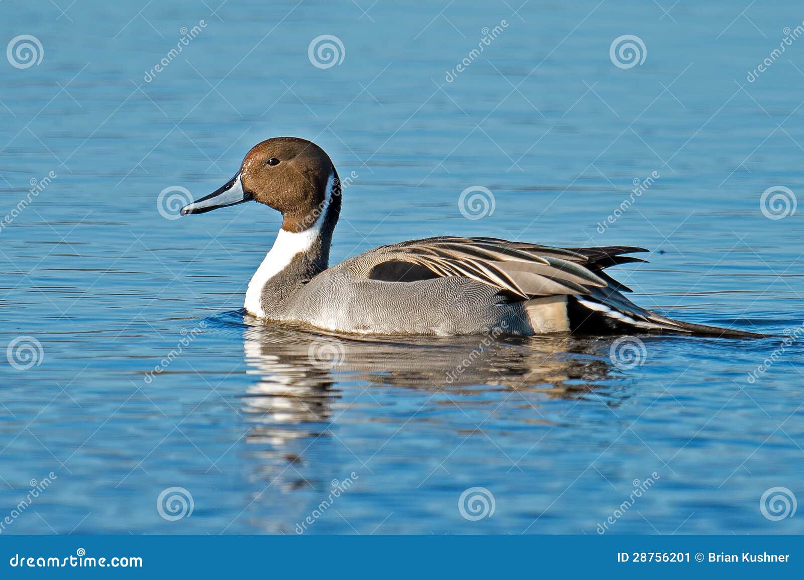 Northern Pintail stock image. Image of water, acuta, duck - 28756201
