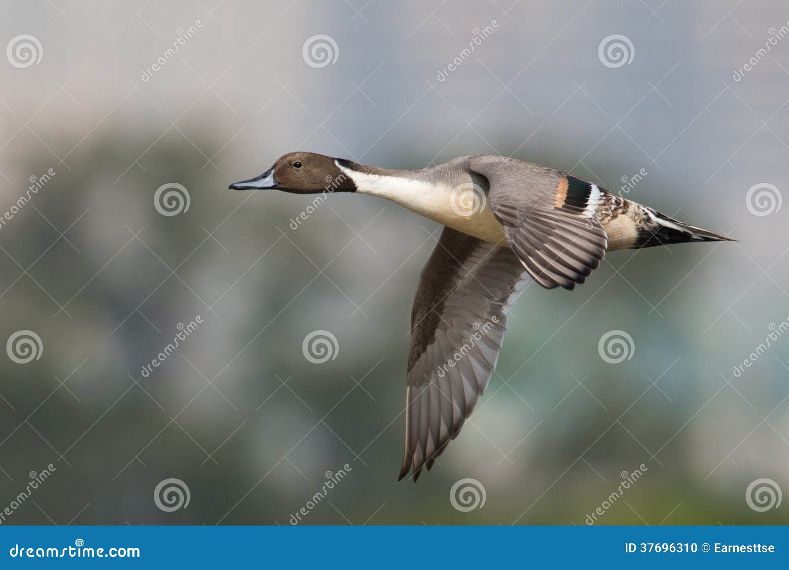 Northern Pintail stock photo. Image of wing, outdoors - 37696310