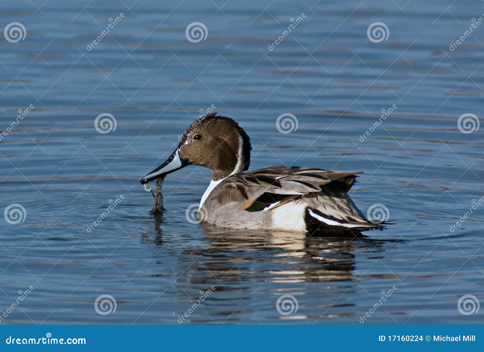 Northern Pintail Drake stock photo. Image of feathers - 17160224