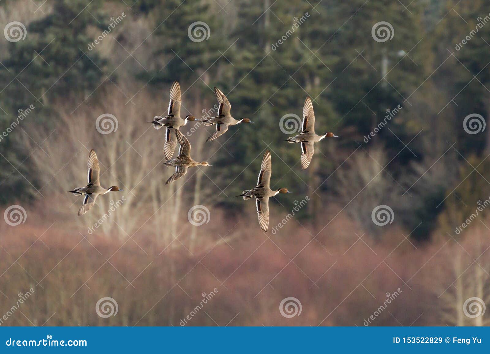 Flying Northern Pintail stock image. Image of wing, tree - 153522829