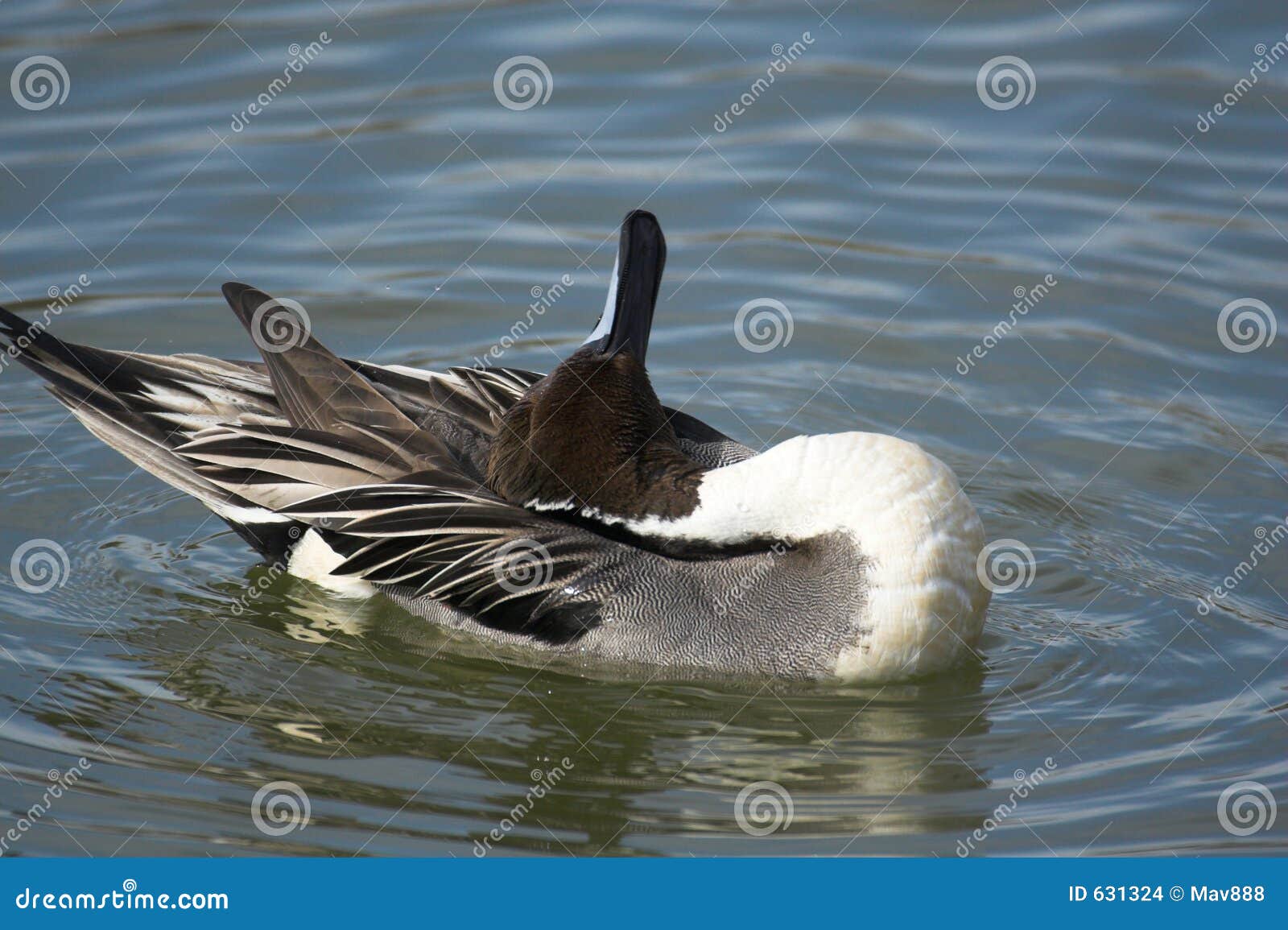 Northern Pintail duck stock photo. Image of float, waterfowl - 631324