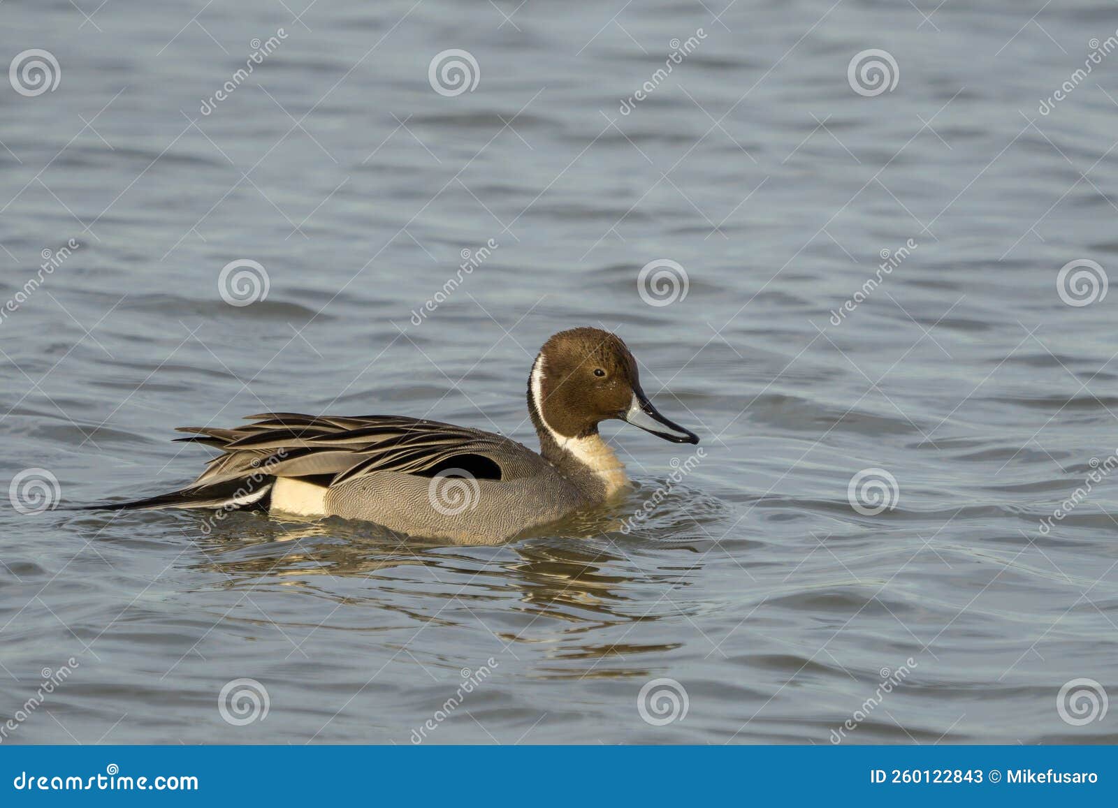 Northern Pintail Duck Drake Stock Image - Image of floating, migratory ...