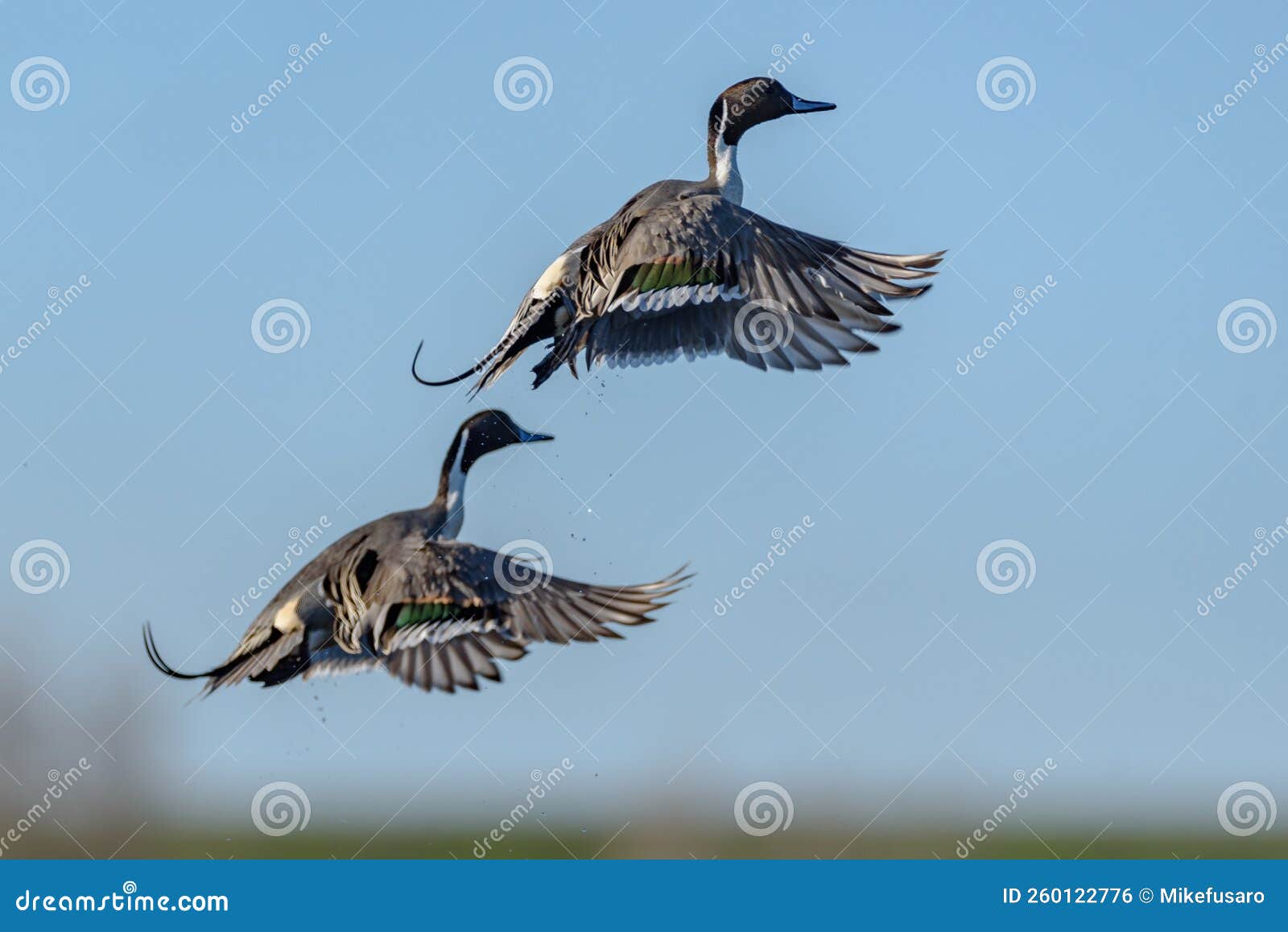 Northern Pintail Duck Drake Taking Flight Stock Photo - Image of male ...