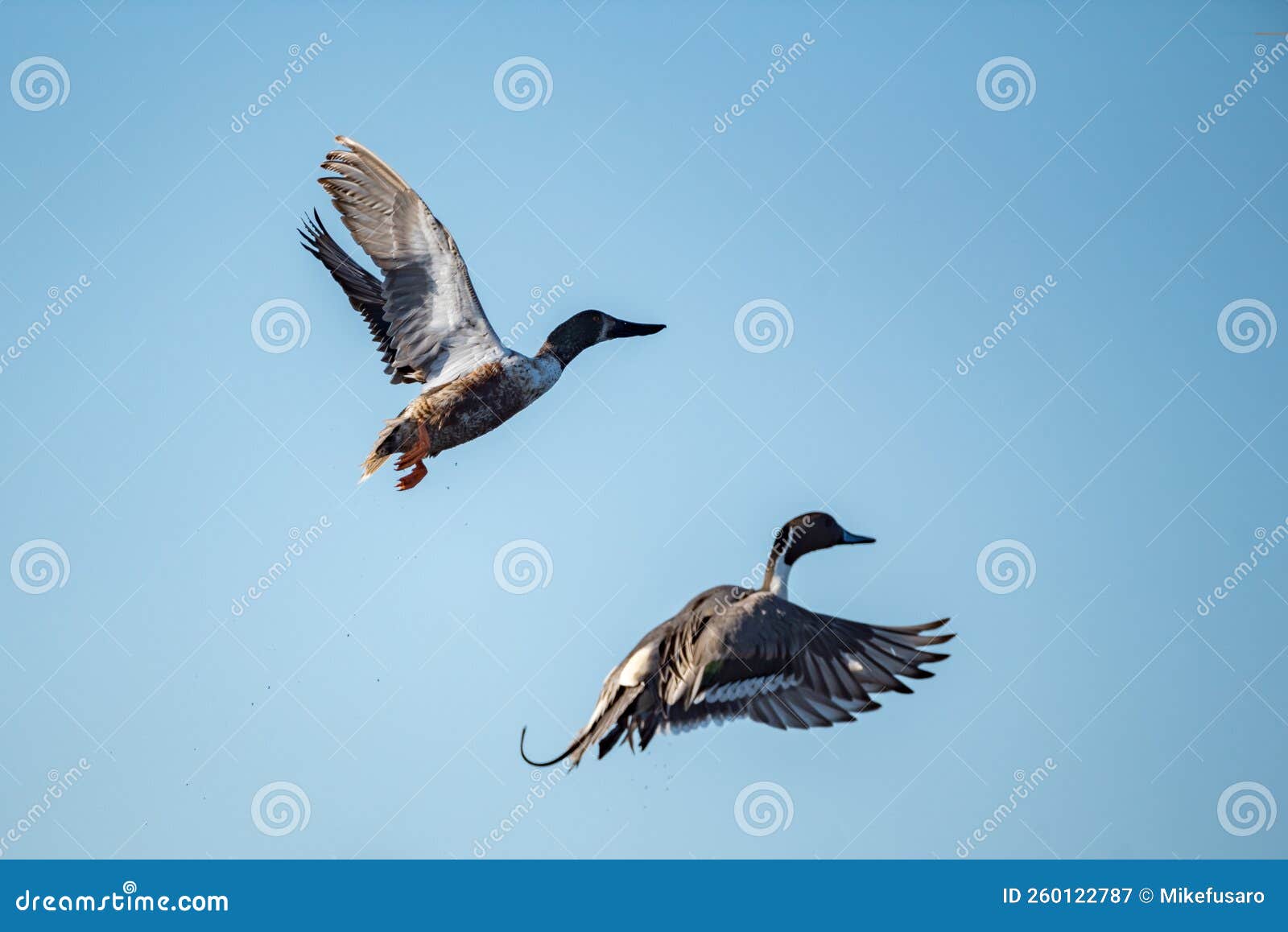 Northern Pintail Duck Drake Taking Flight Stock Image - Image of duck ...
