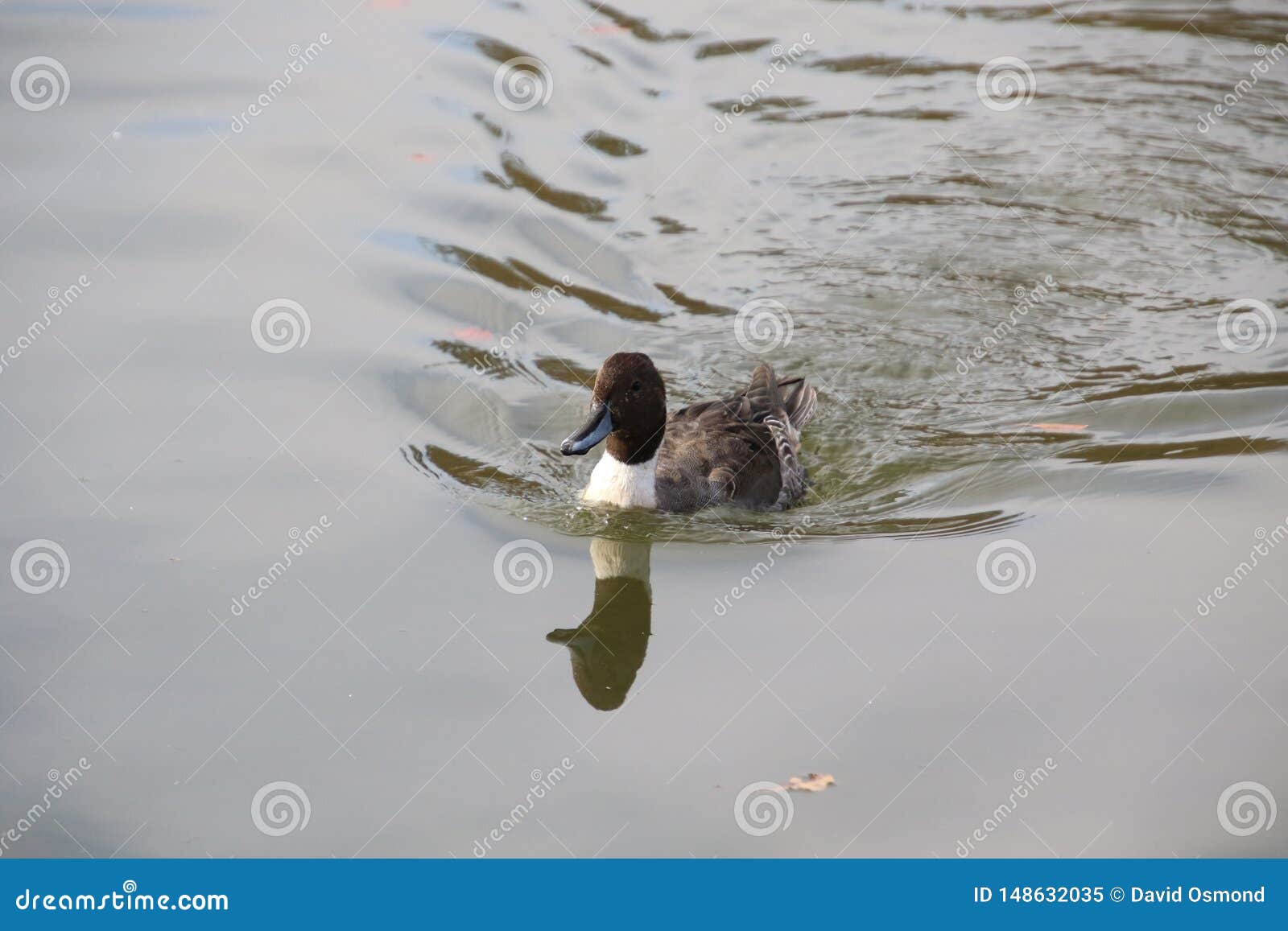 A northern pintail duck stock image. Image of northern - 148632035