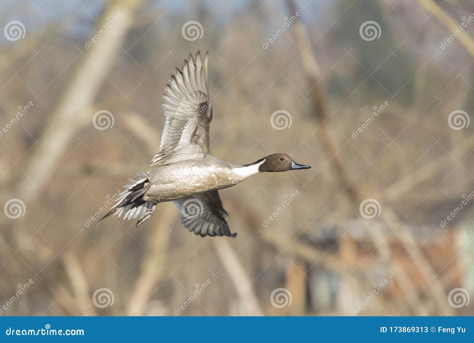 Northern Pintail Drake - Anas Acuta Flapping Its Wings. Stock ...
