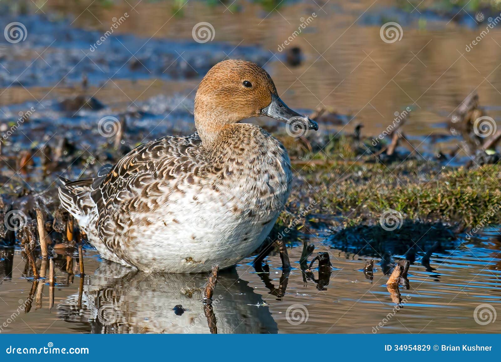 Northern Pintail stock image. Image of wildlife, acuta - 34954829