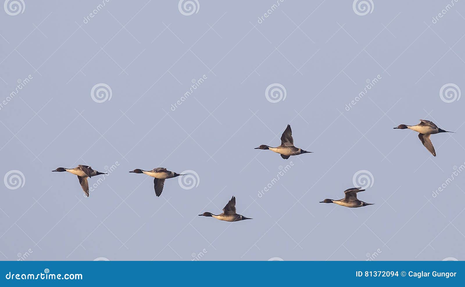 Northern Pintail in Flight stock photo. Image of plumage - 81372094