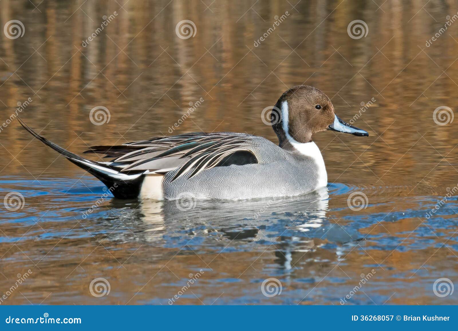 Northern Pintail stock image. Image of wildlife, nature - 36268057