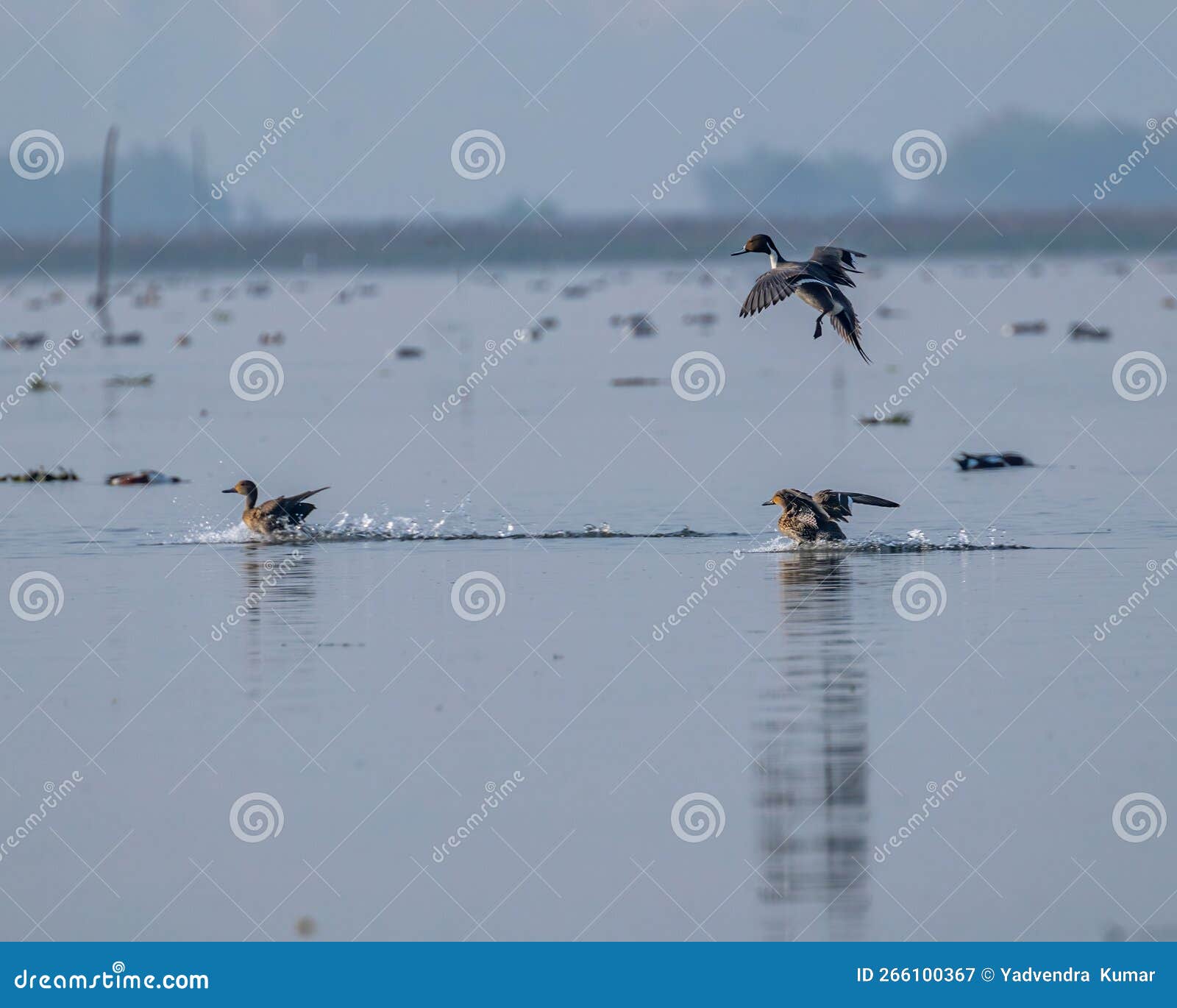 A Northern Pintail landing stock image. Image of spring - 266100367