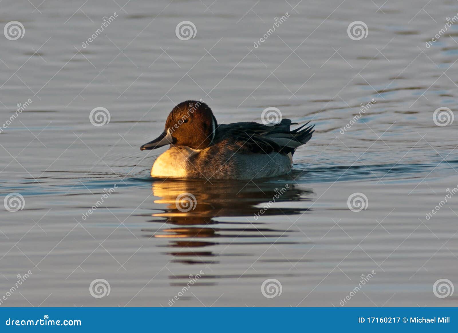Northern Pintail Male stock image. Image of diving, nature - 17160217