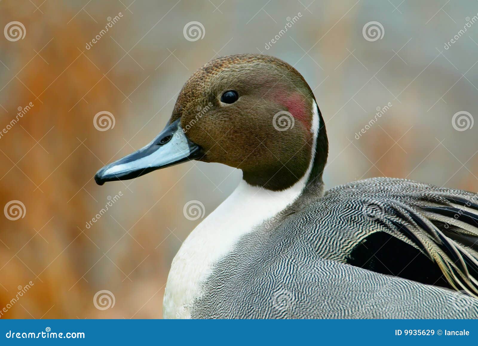 Northern pintail portrait stock image. Image of landing - 9935629