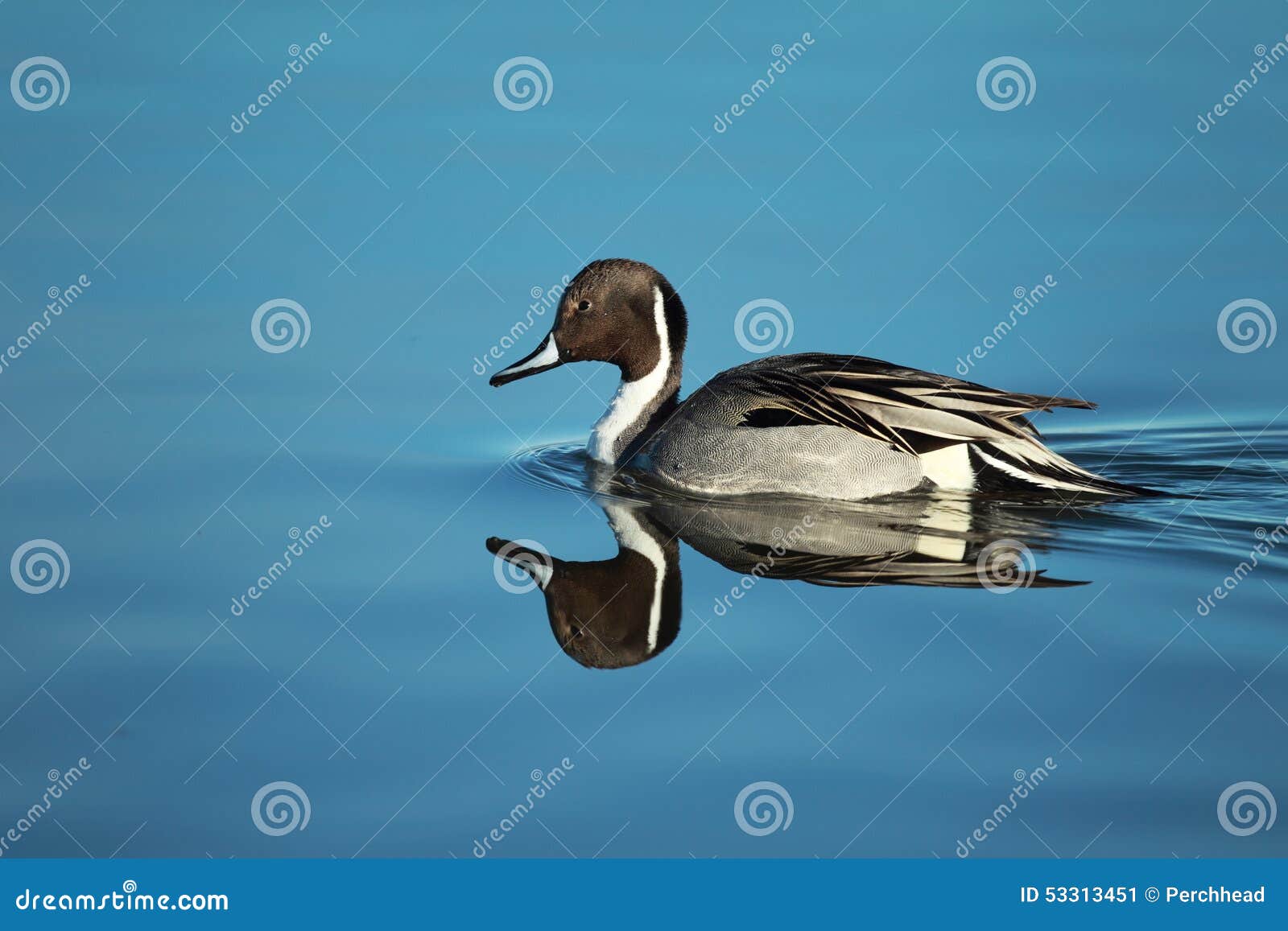 A Northern Pintail Swims with a Reflection Stock Image - Image of ...