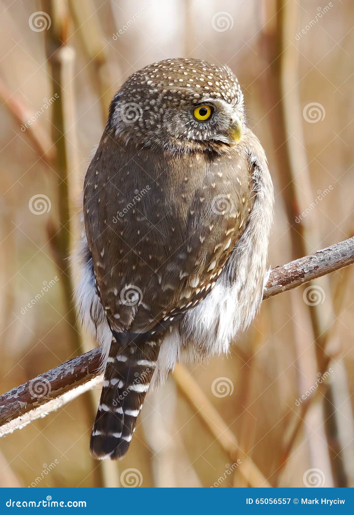 Northern Pygmy Owl - Glaucidium Gnoma Stock Image - Image of branch ...