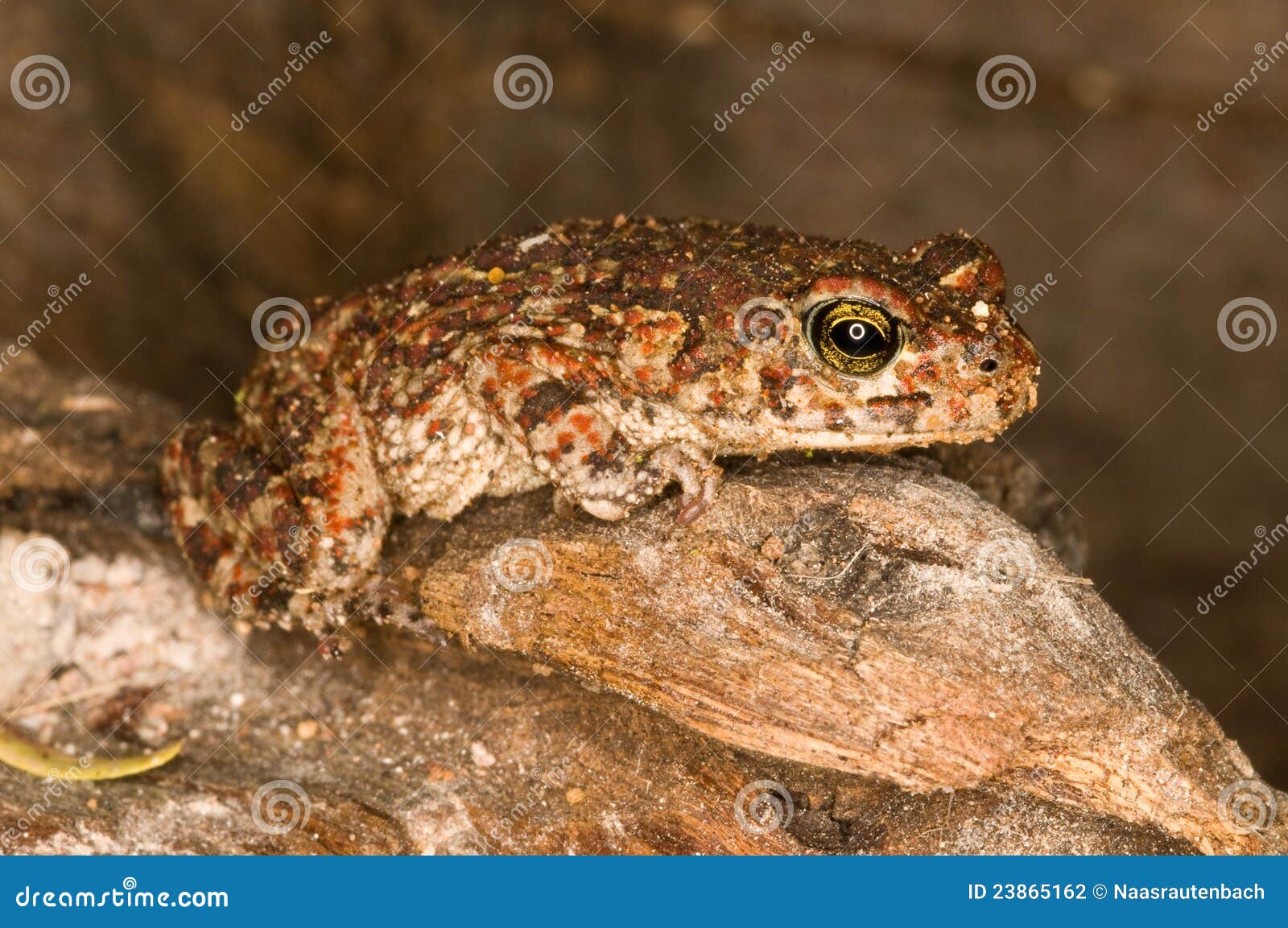 Northern pygmy toad stock photo. Image of cold, safari - 23865162