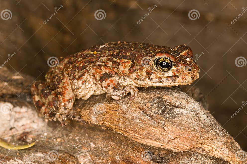 Northern pygmy toad stock photo. Image of cold, safari - 23865162
