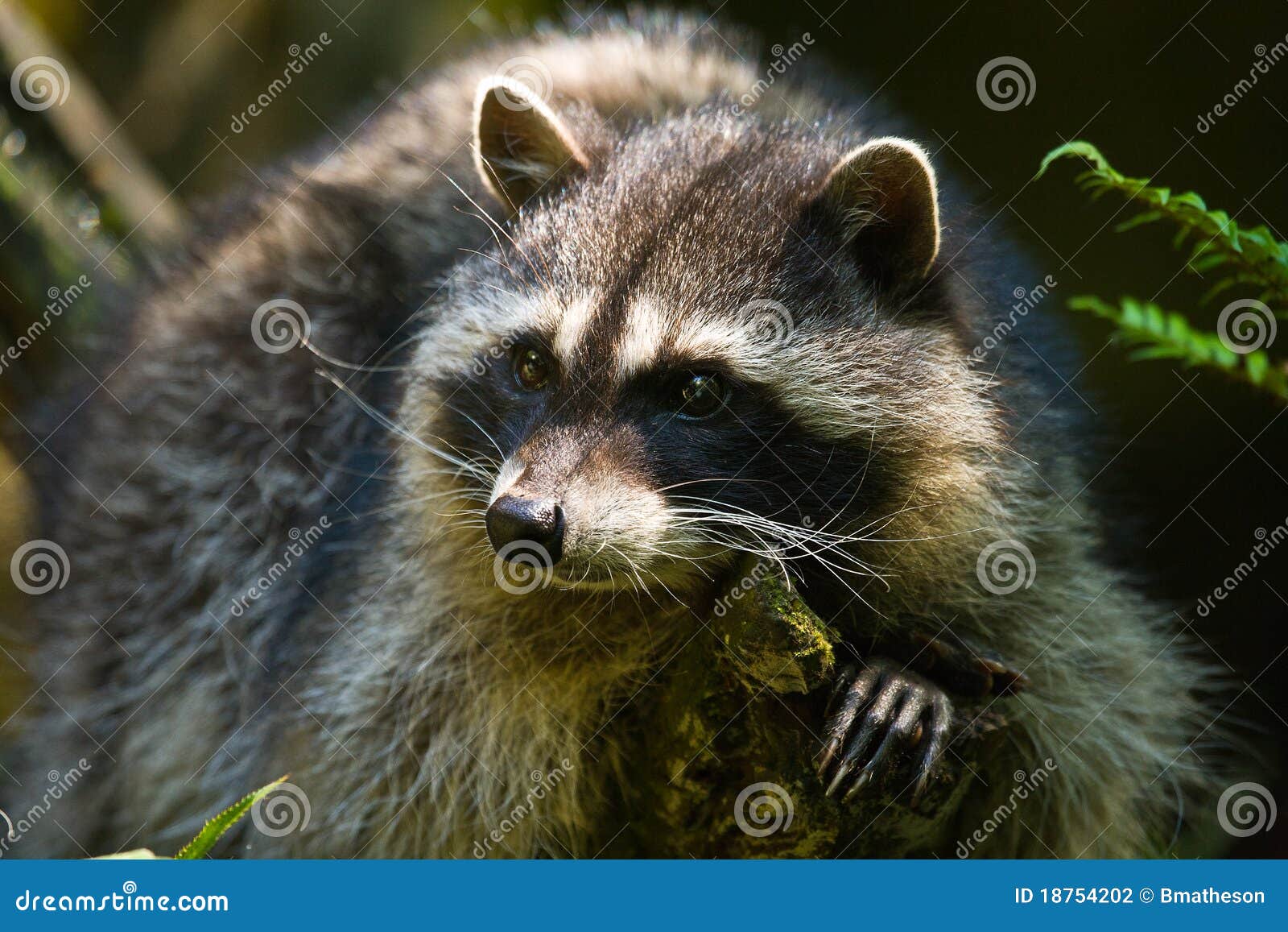 Northern Raccoon stock photo. Image of wildlife, scavenger - 18754202