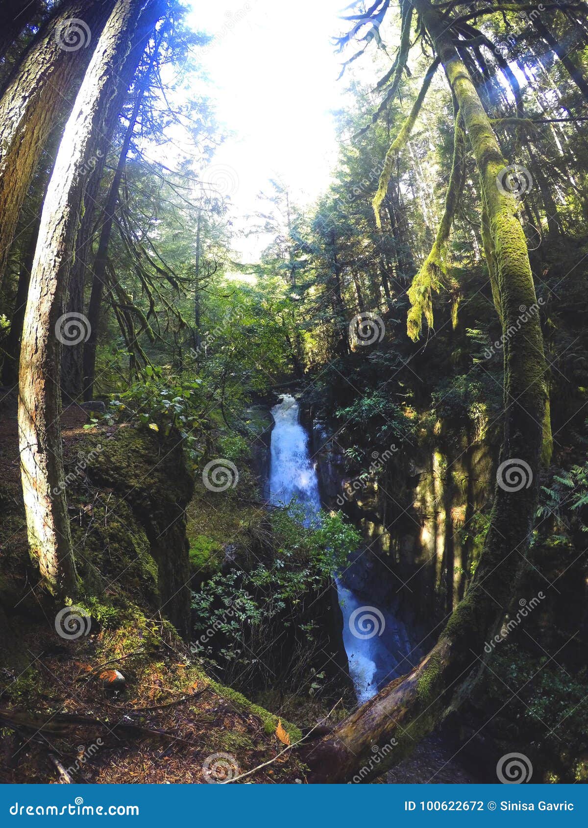 Northern Rain forests stock photo. Image of fantastic - 100622672
