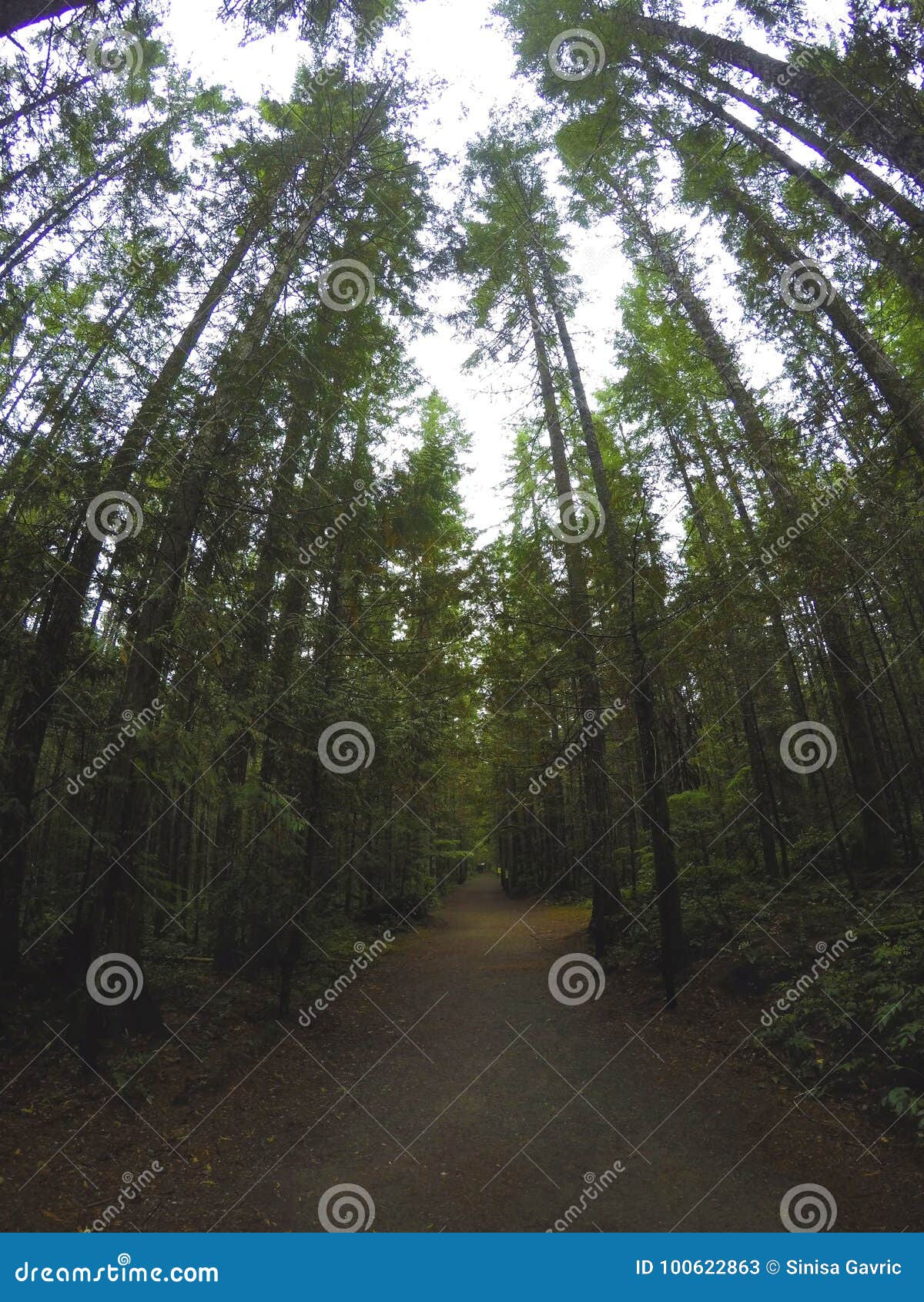 Northern Rain forests stock image. Image of lush, natural - 100622863