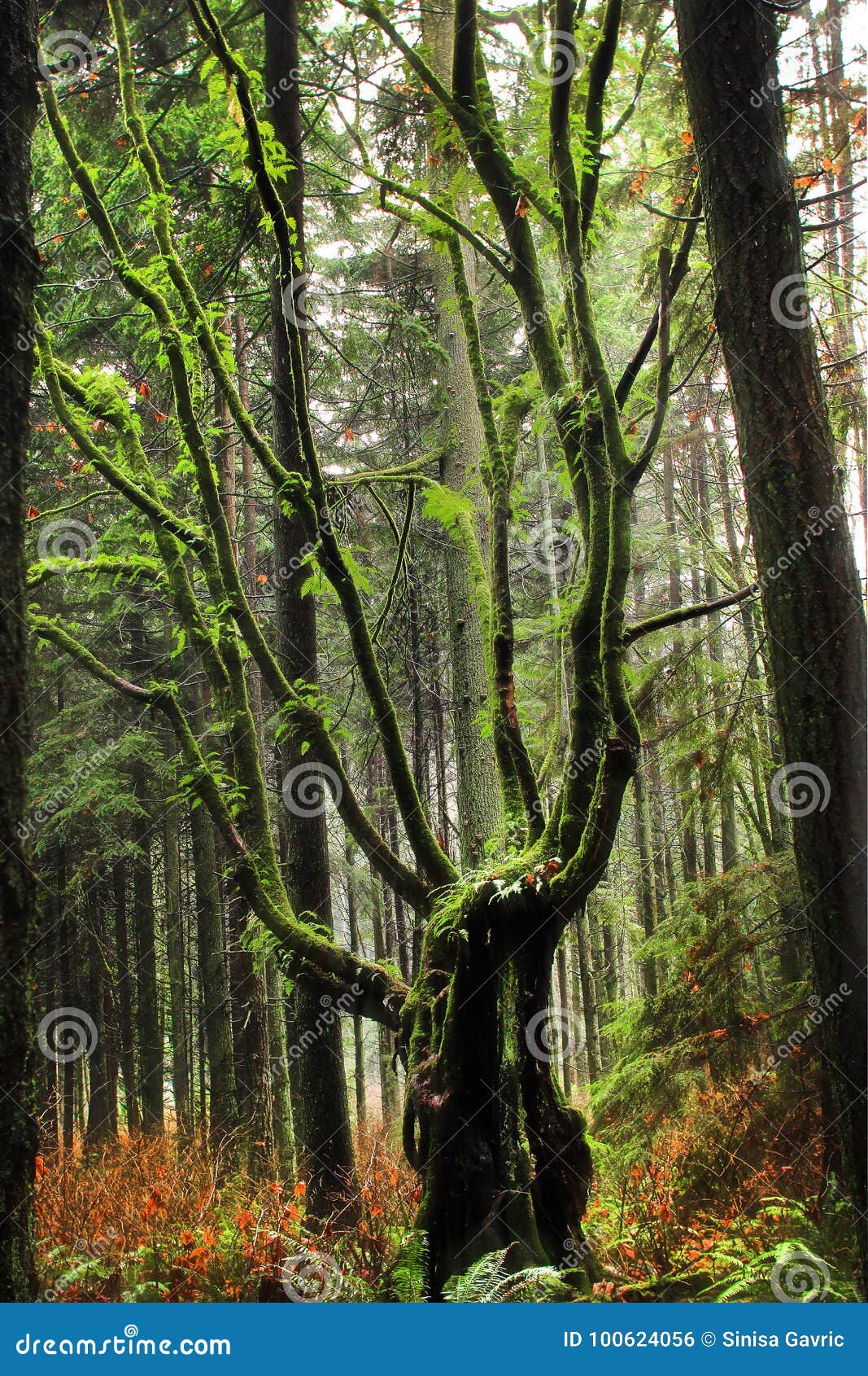 Northern Rain forests stock photo. Image of dense, leaf - 100624056