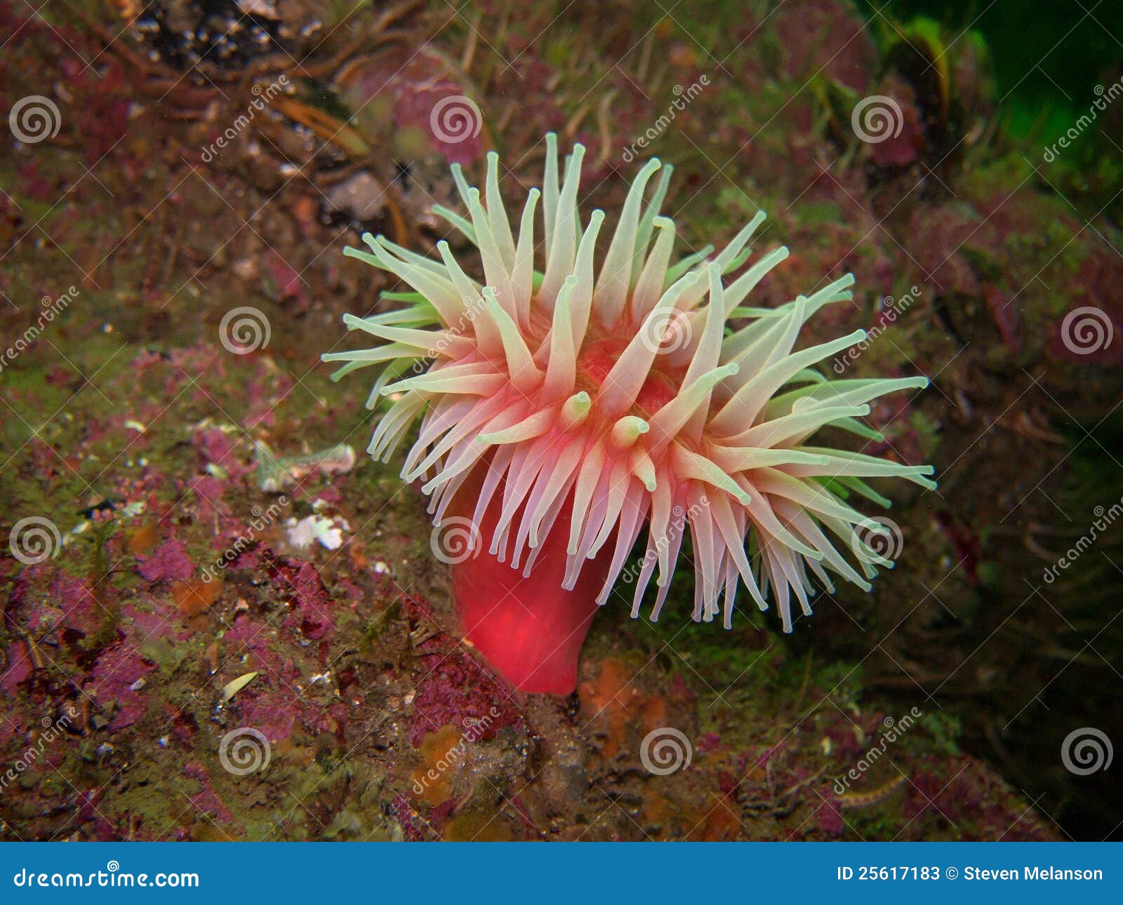 Northern red anemone stock image. Image of percacopy - 25617183