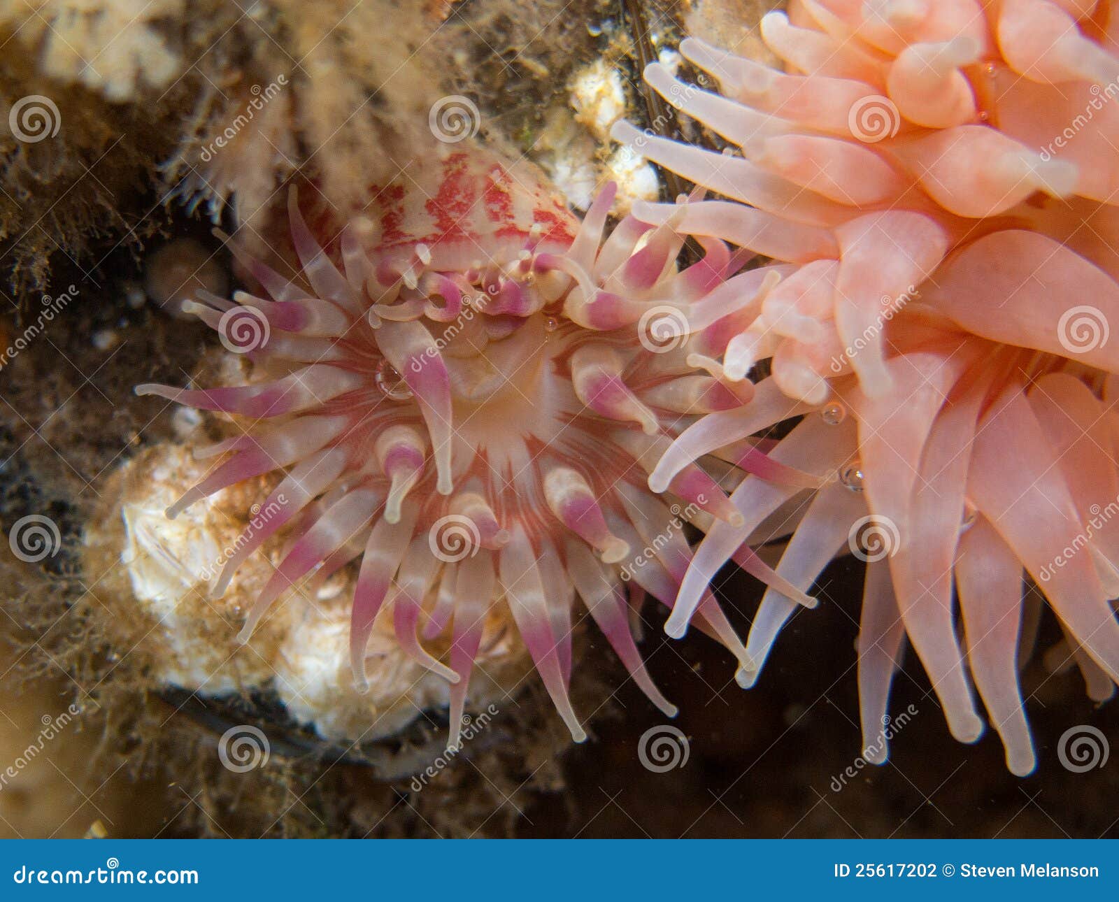 Northern red anemone stock photo. Image of gaspesie, quebec - 25617202