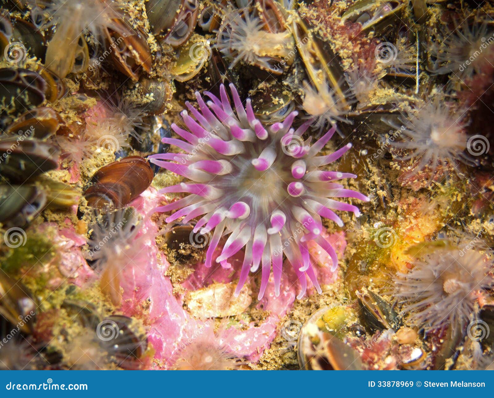 Northern red anemone stock image. Image of underwater - 33878969