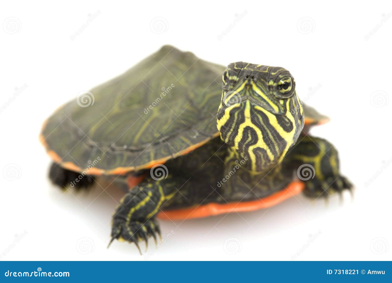 Northern Red-bellied Turtle Stock Image - Image of reptile, shell: 7318221