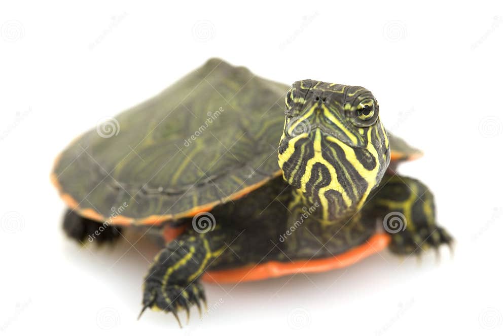 Northern Red-bellied Turtle Stock Image - Image of reptile, shell: 7318221