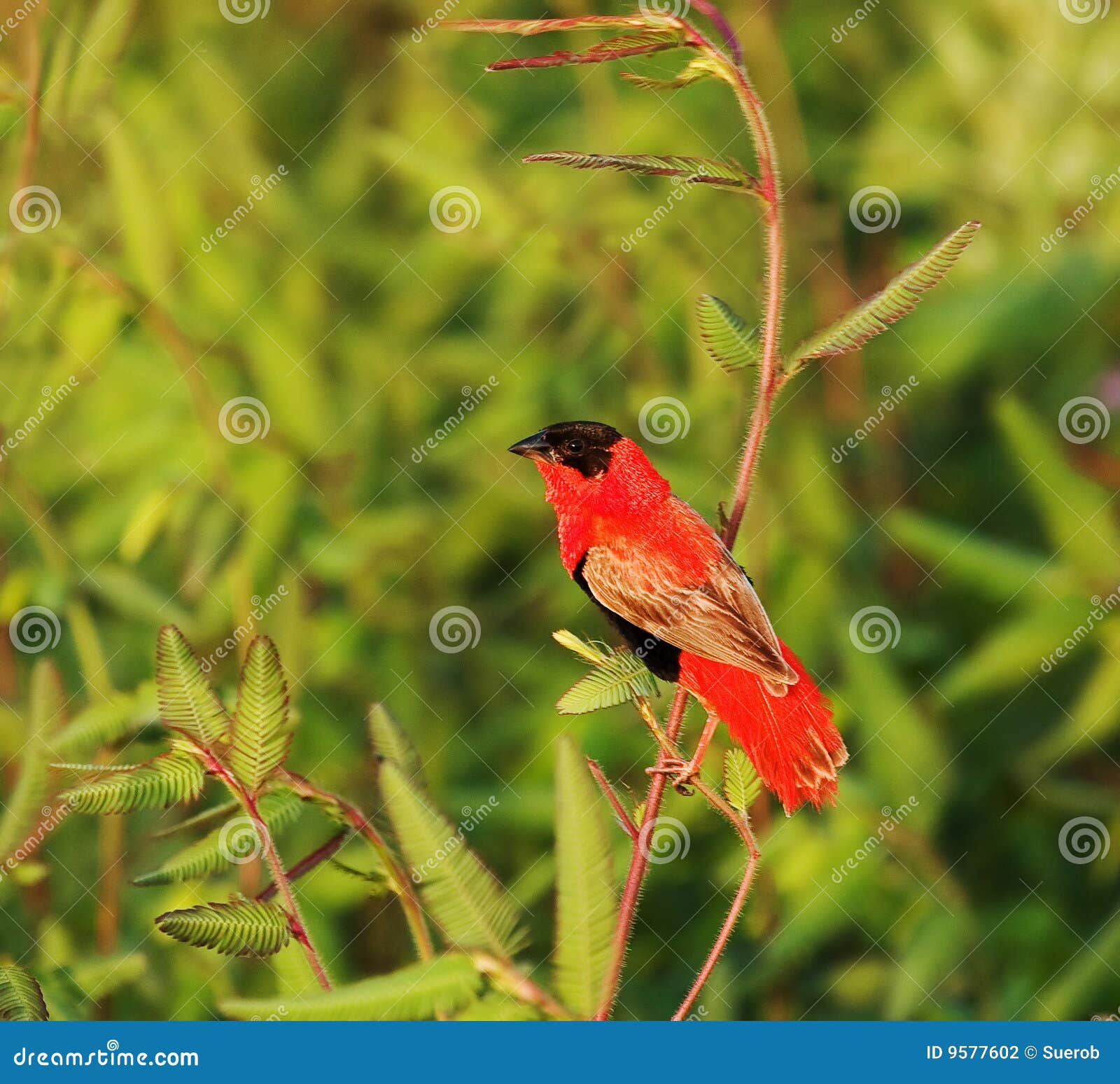Northern Red Bishop stock photo. Image of northern, plumage - 9577602