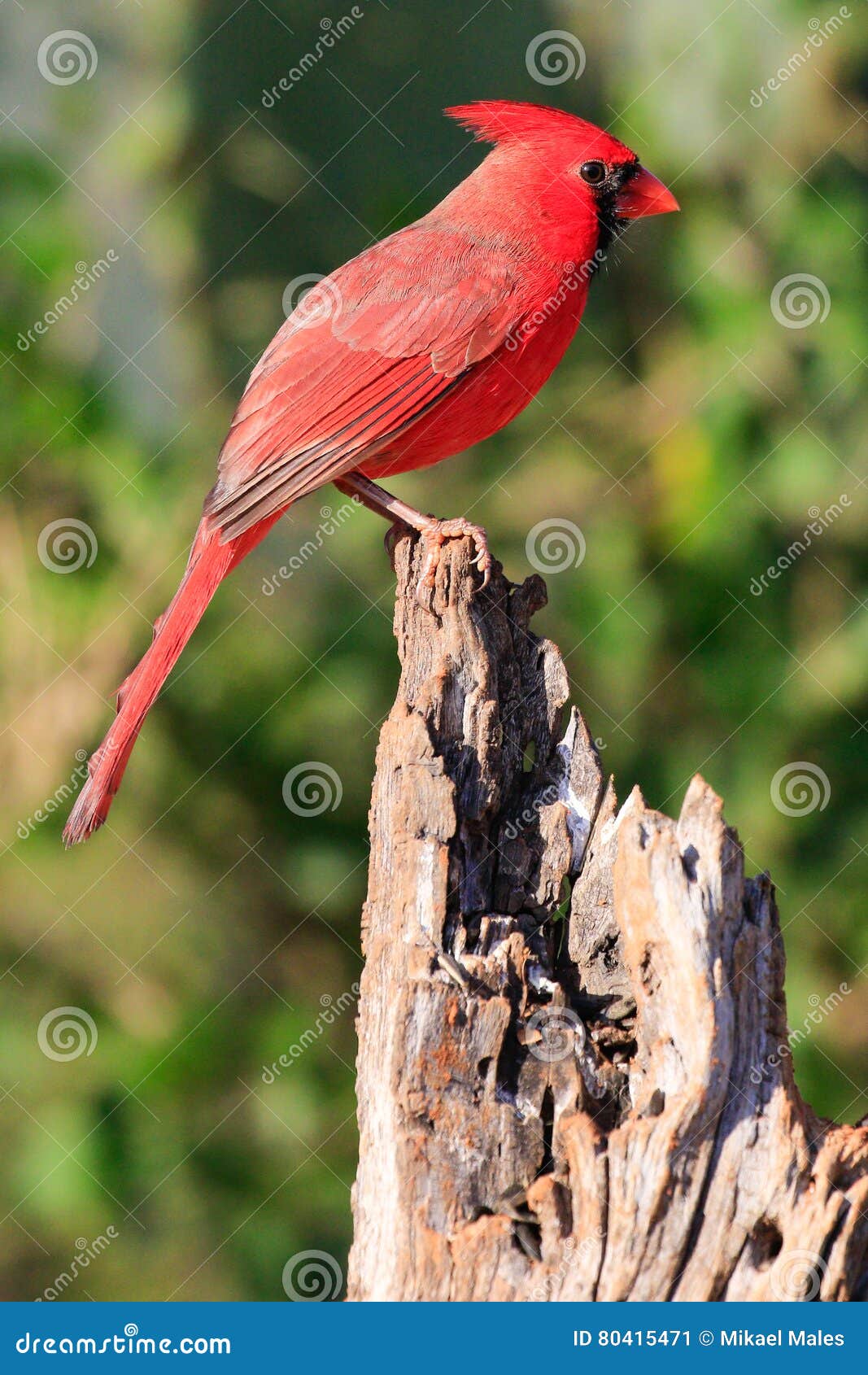 Northern Red cardinal stock image. Image of fixing, alert - 80415471