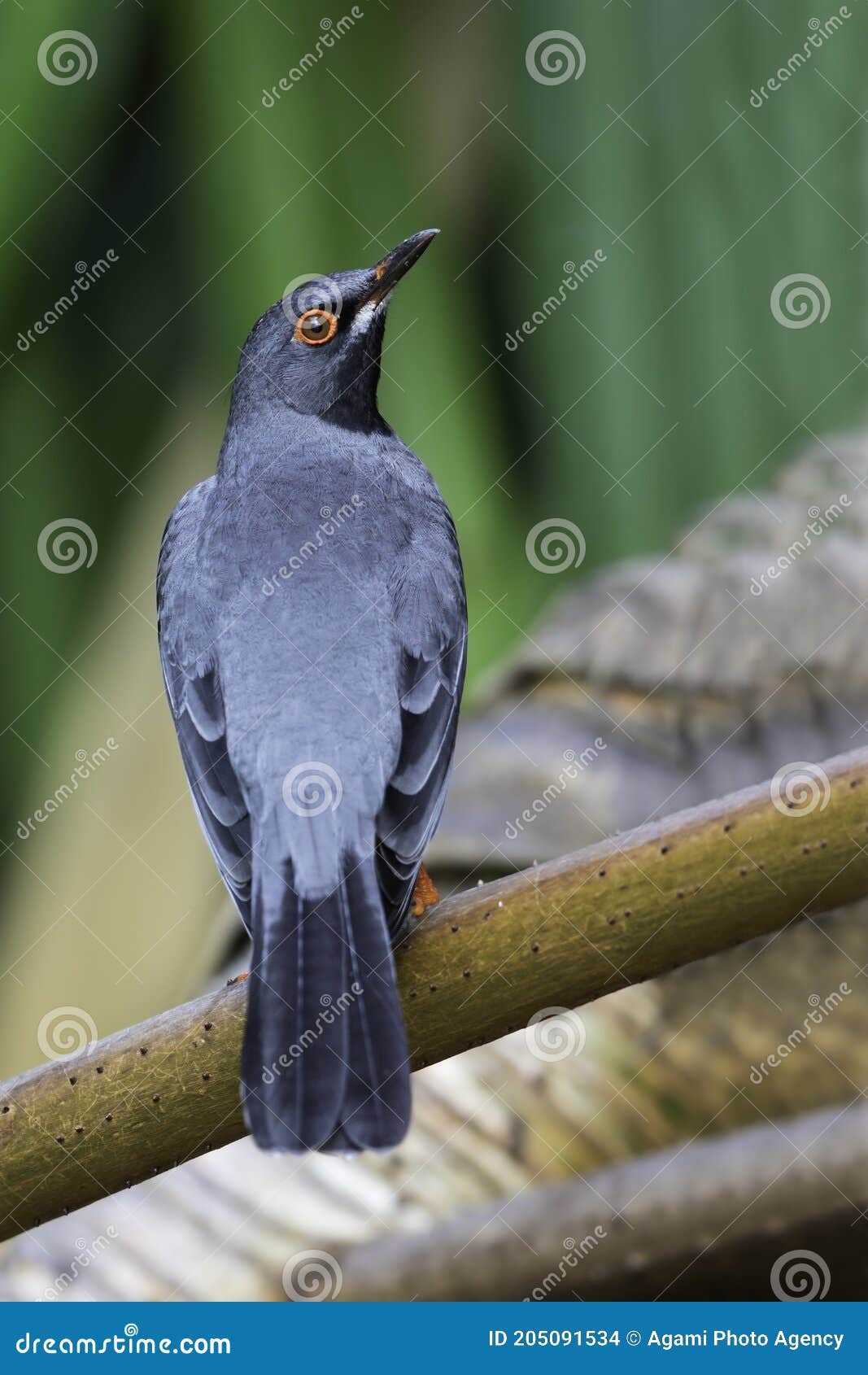 Northern Red-legged Thrush, Turdus Plumbeus Plumbeus Stock Photo ...