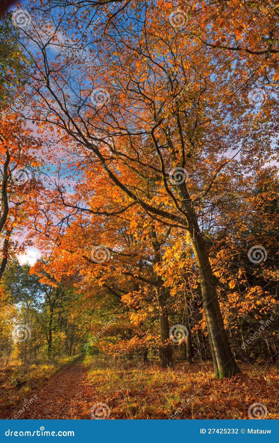 Northern Red Oak in autumn stock photo. Image of colored - 27425232