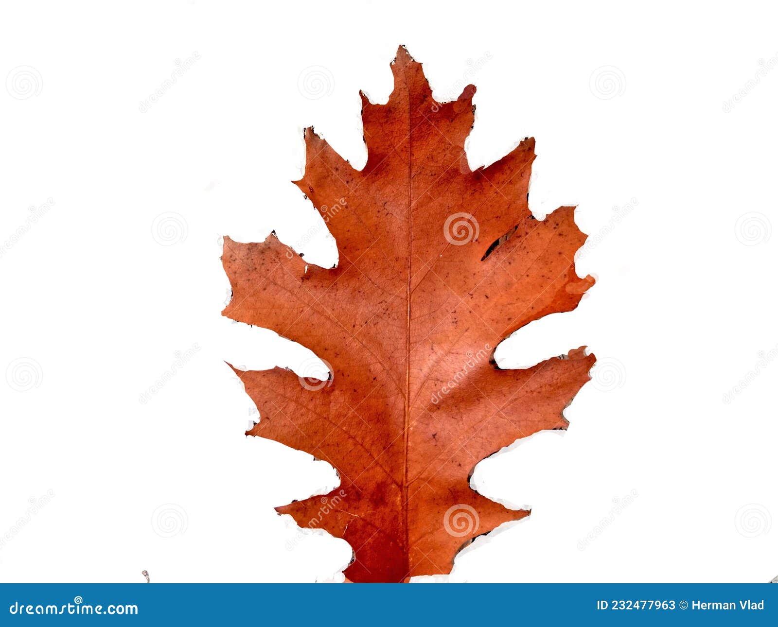 Northern Red Oak Leaf in Autumn Stock Image - Image of leaf, colors ...