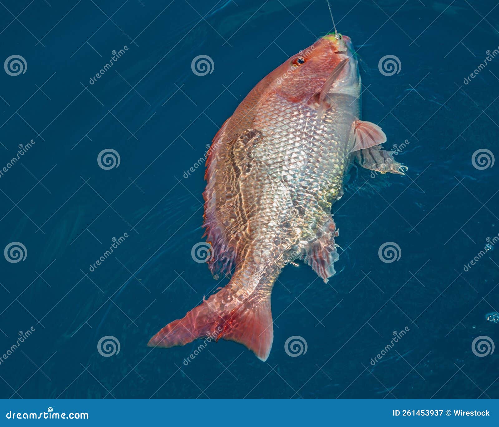 Northern Red Snapper Fish Caught on the Water Stock Image - Image of ...