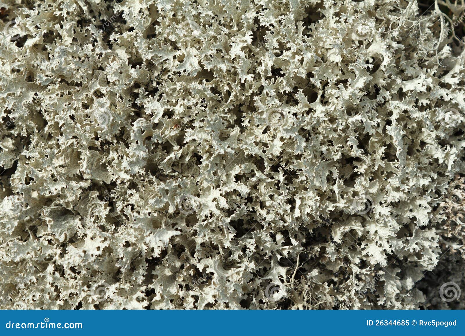 Northern Reindeer Lichen stock image. Image of lichen - 26344685