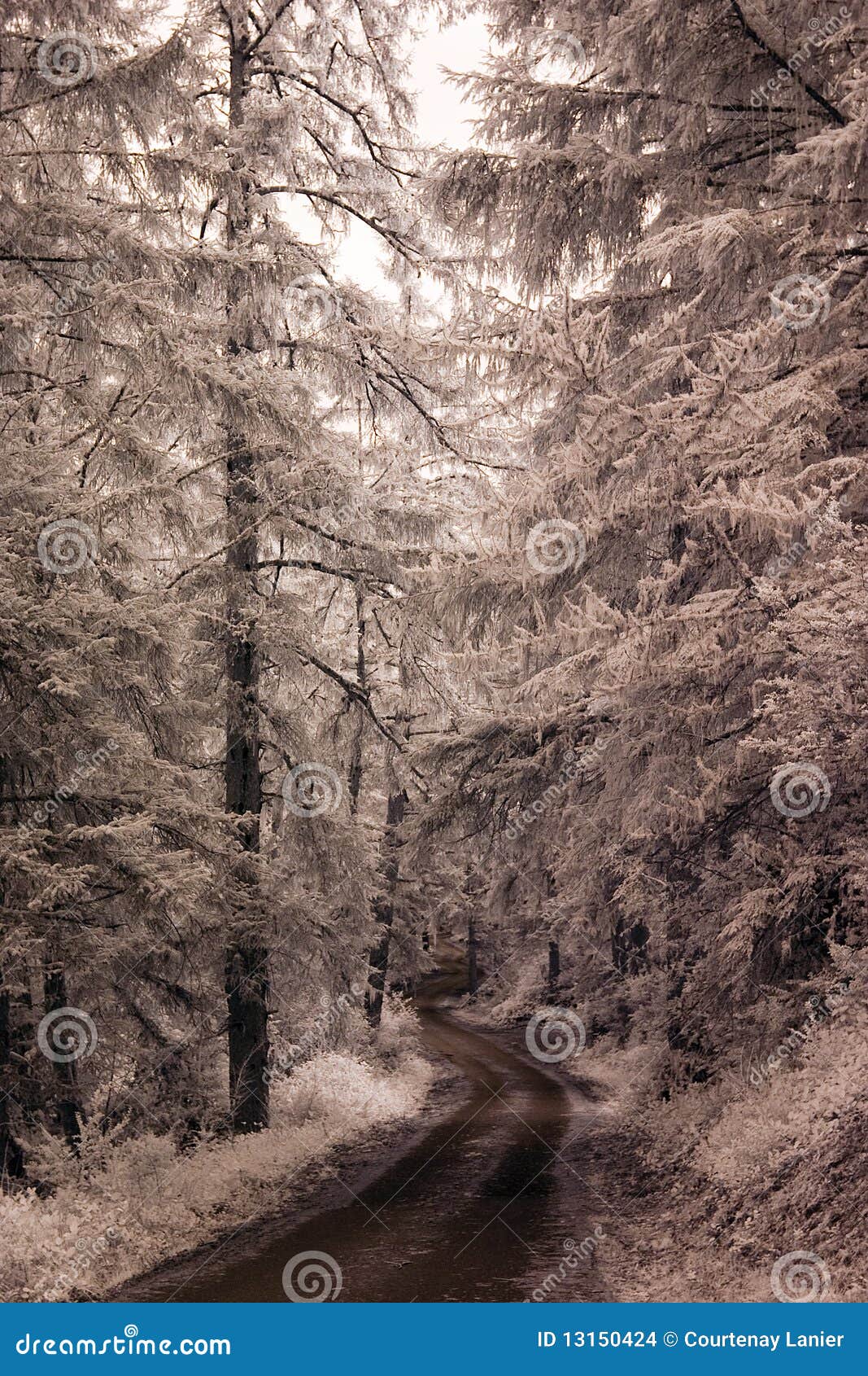 Northern Road stock photo. Image of road, pines, boughs - 13150424