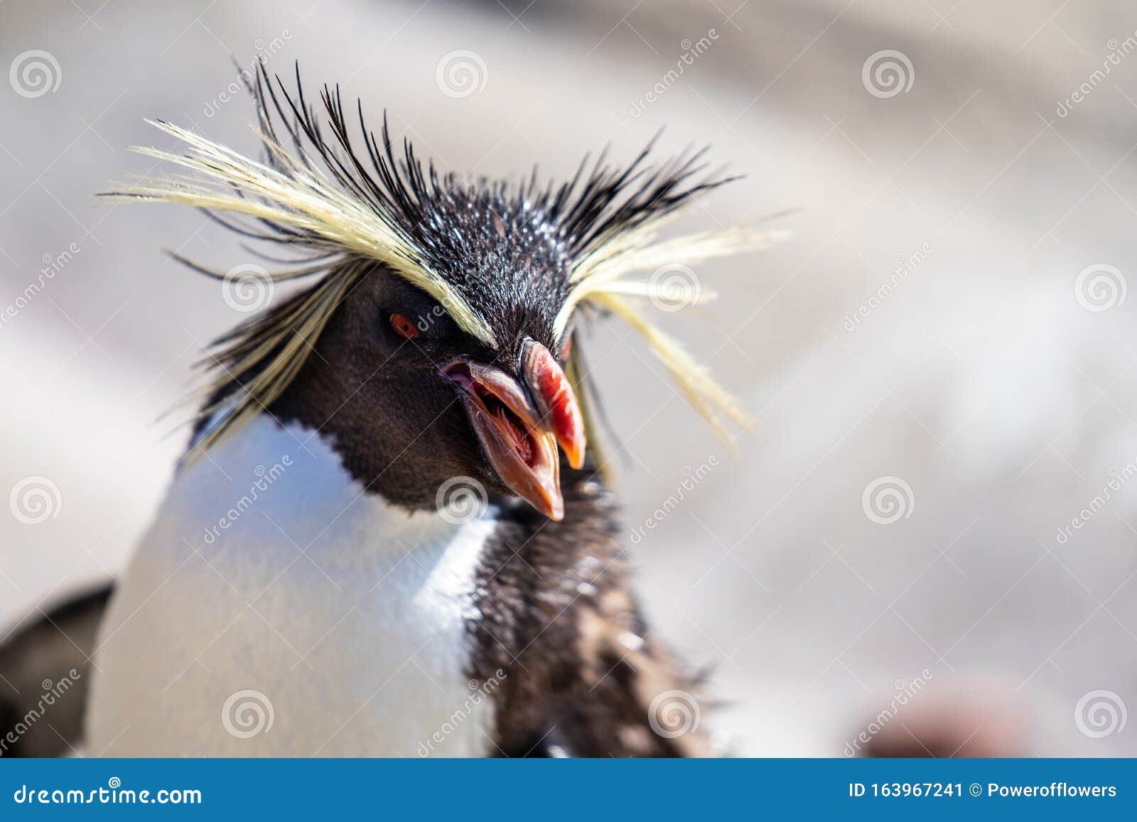 Northern Rockhopper Penguin, Moseleys Rockhopper Penguin, or Moseleys ...