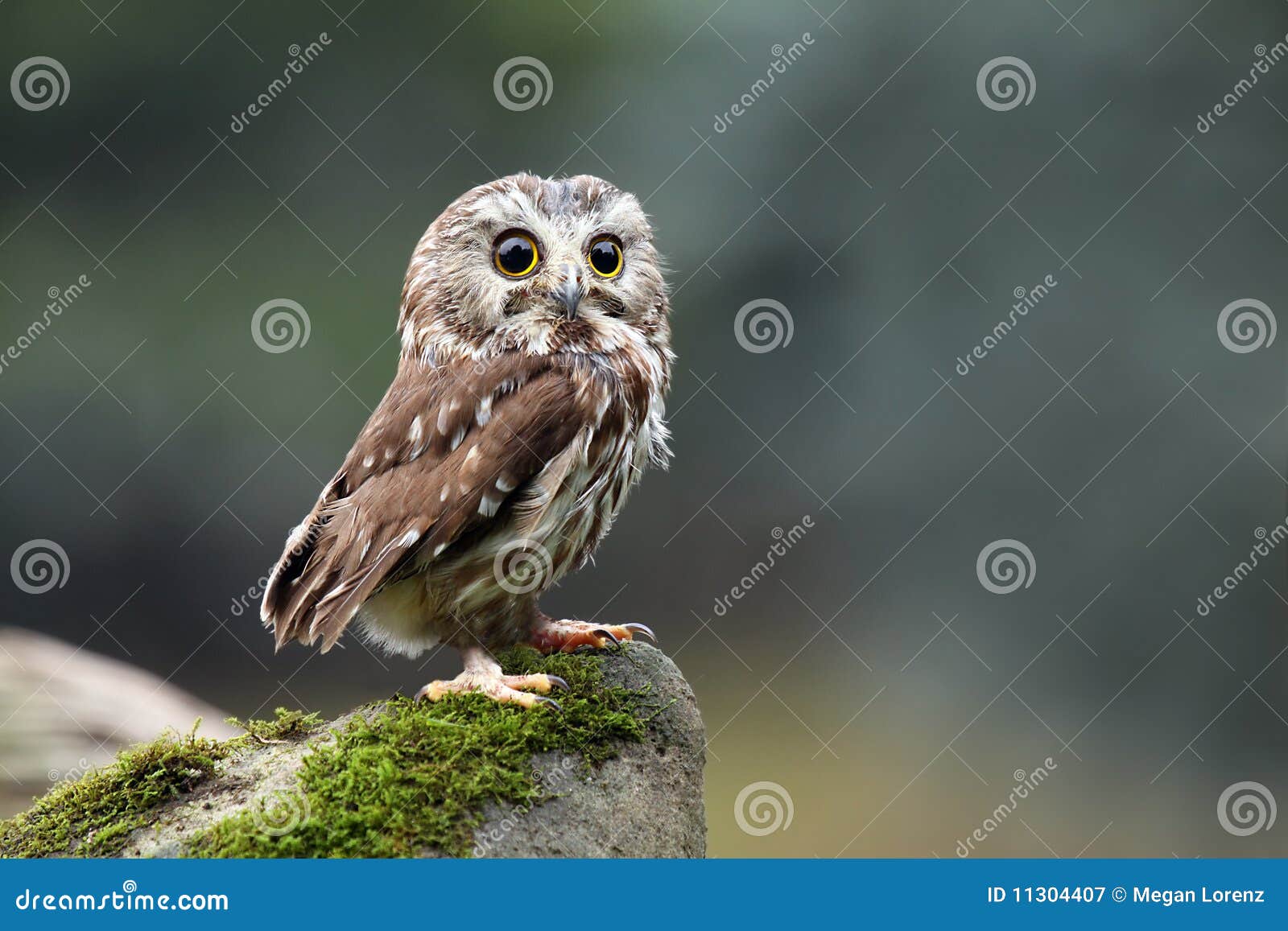 Northern Saw-Whet Owl stock image. Image of nature, faces - 11304407