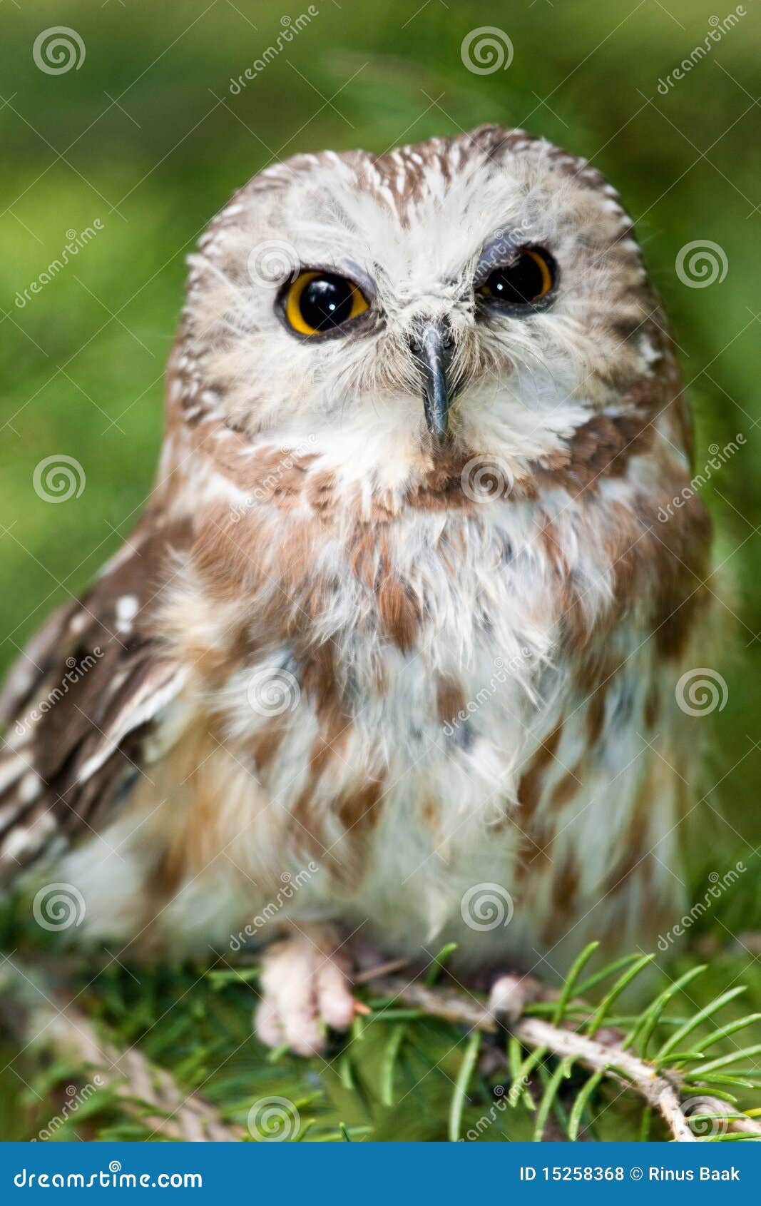 Northern Saw-Whet Owl Royalty-Free Stock Photography | CartoonDealer ...