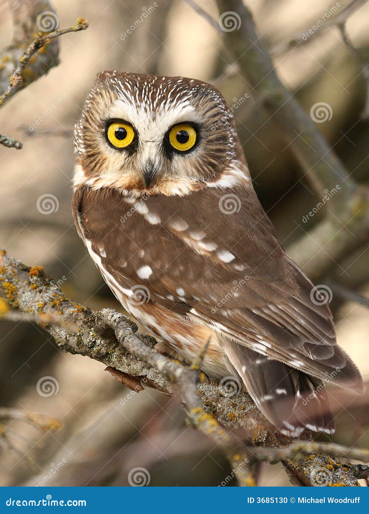 Northern Saw-whet Owl stock photo. Image of roosting, found - 3685130