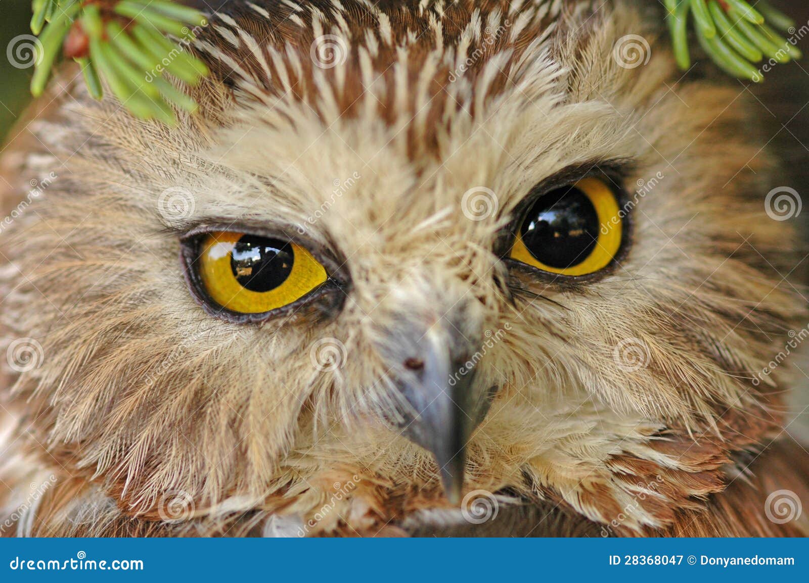 Northern Saw-whet Owl (Aegolius Acadicus) Stock Image - Image of ...
