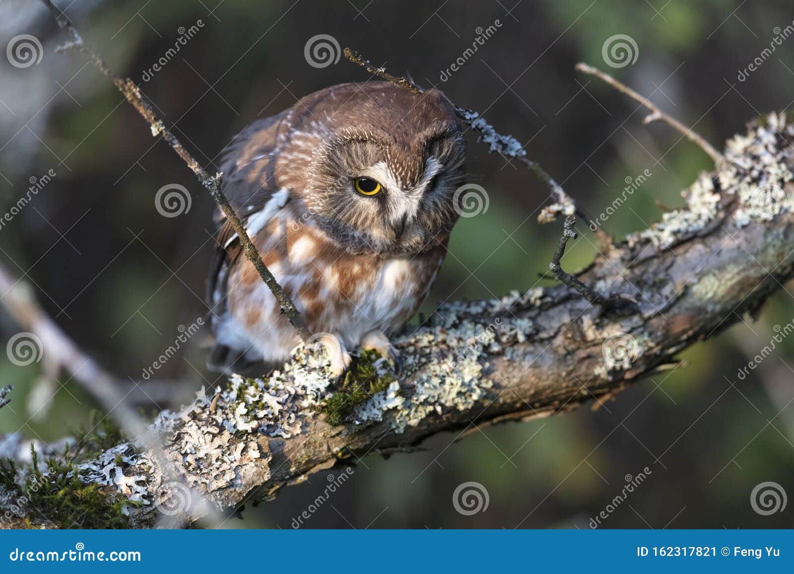 Northern saw whet owl stock image. Image of canada, columbia - 162317821