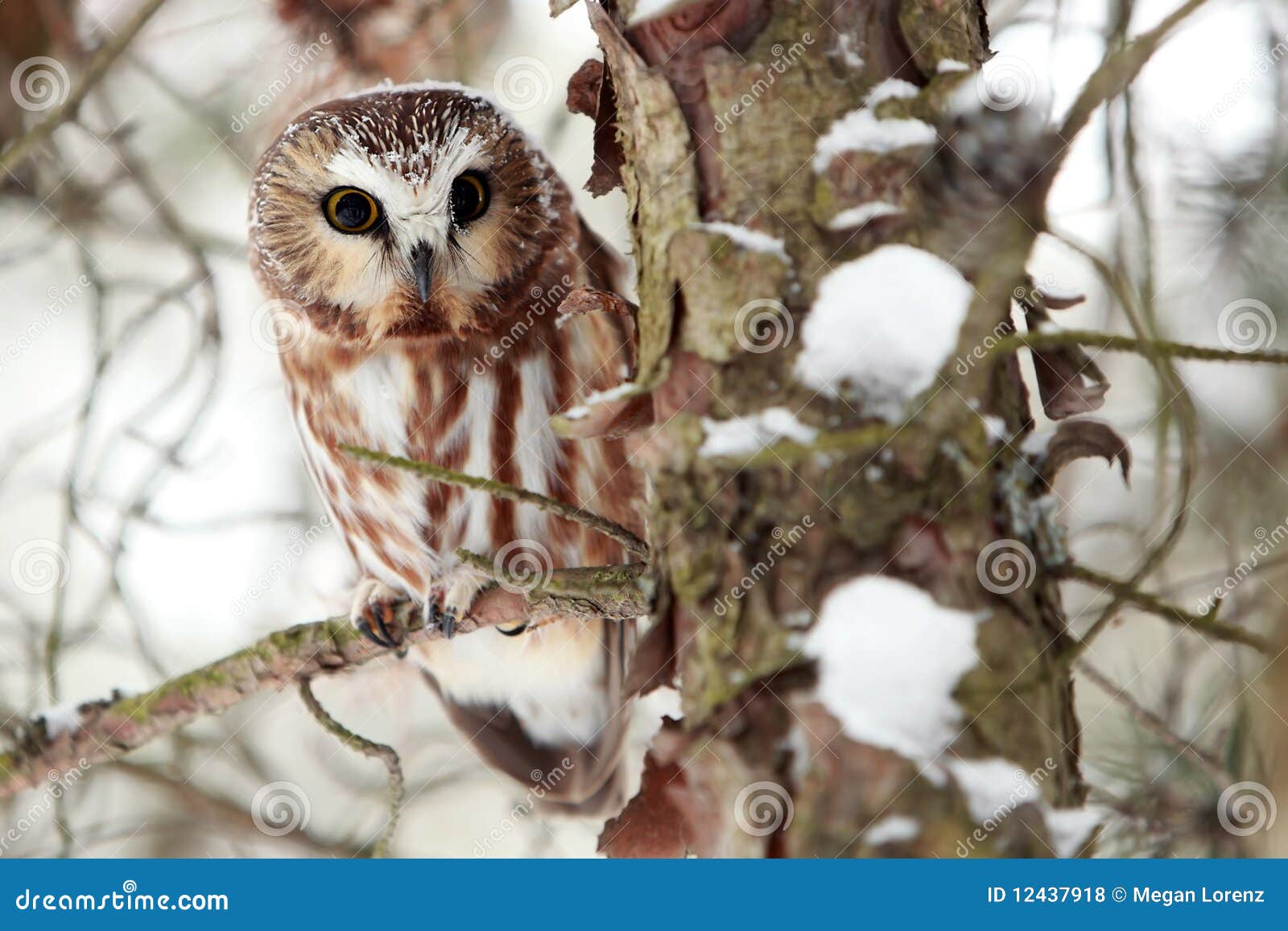 Saw Whet Owl Wallpaper