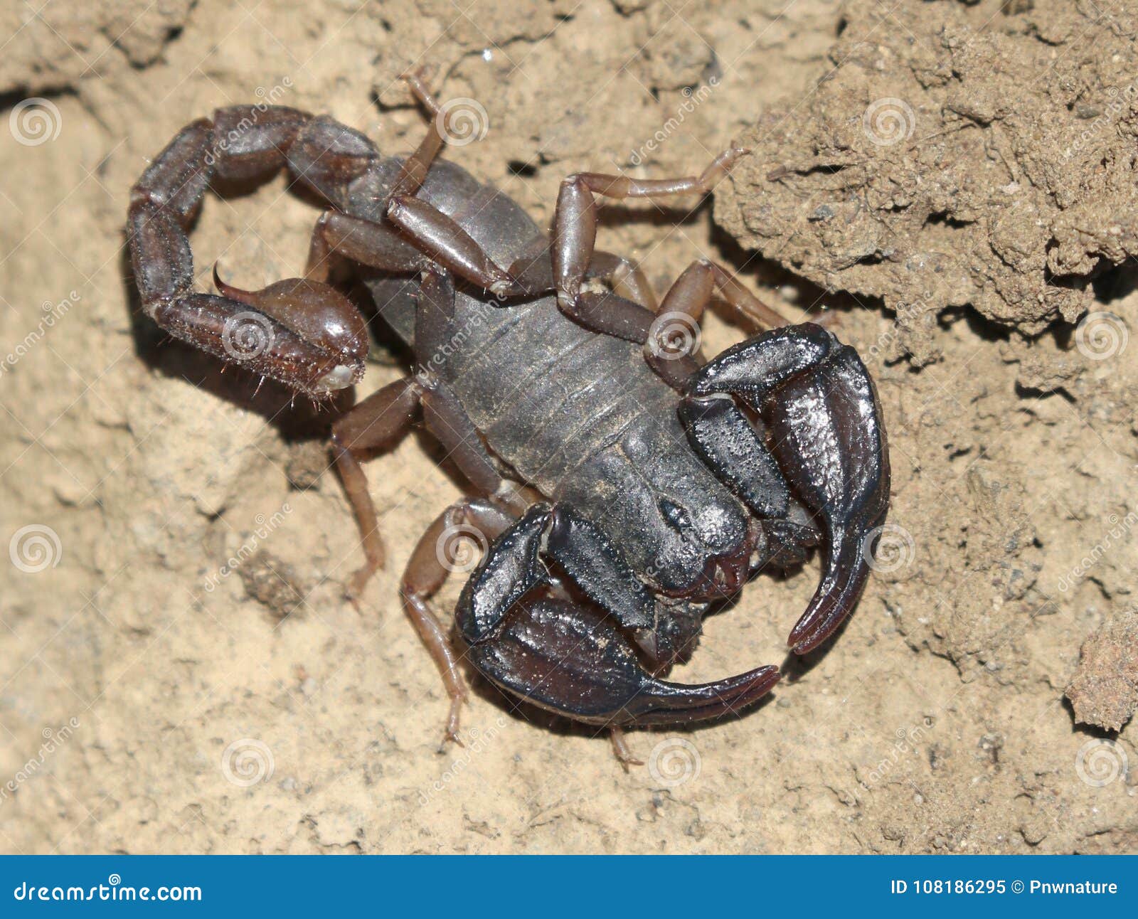 Northern Scorpion - Vejovis Boreus Stock Image - Image of dirt, boreus ...
