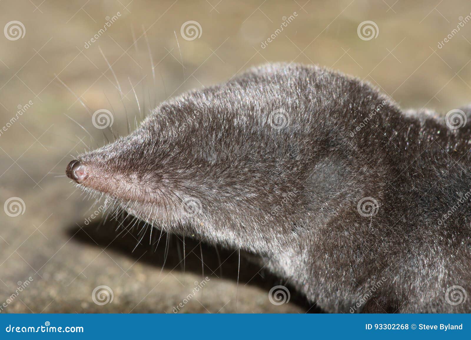 Northern Short Tailed Shrew Stock Photos - Free & Royalty-Free Stock ...